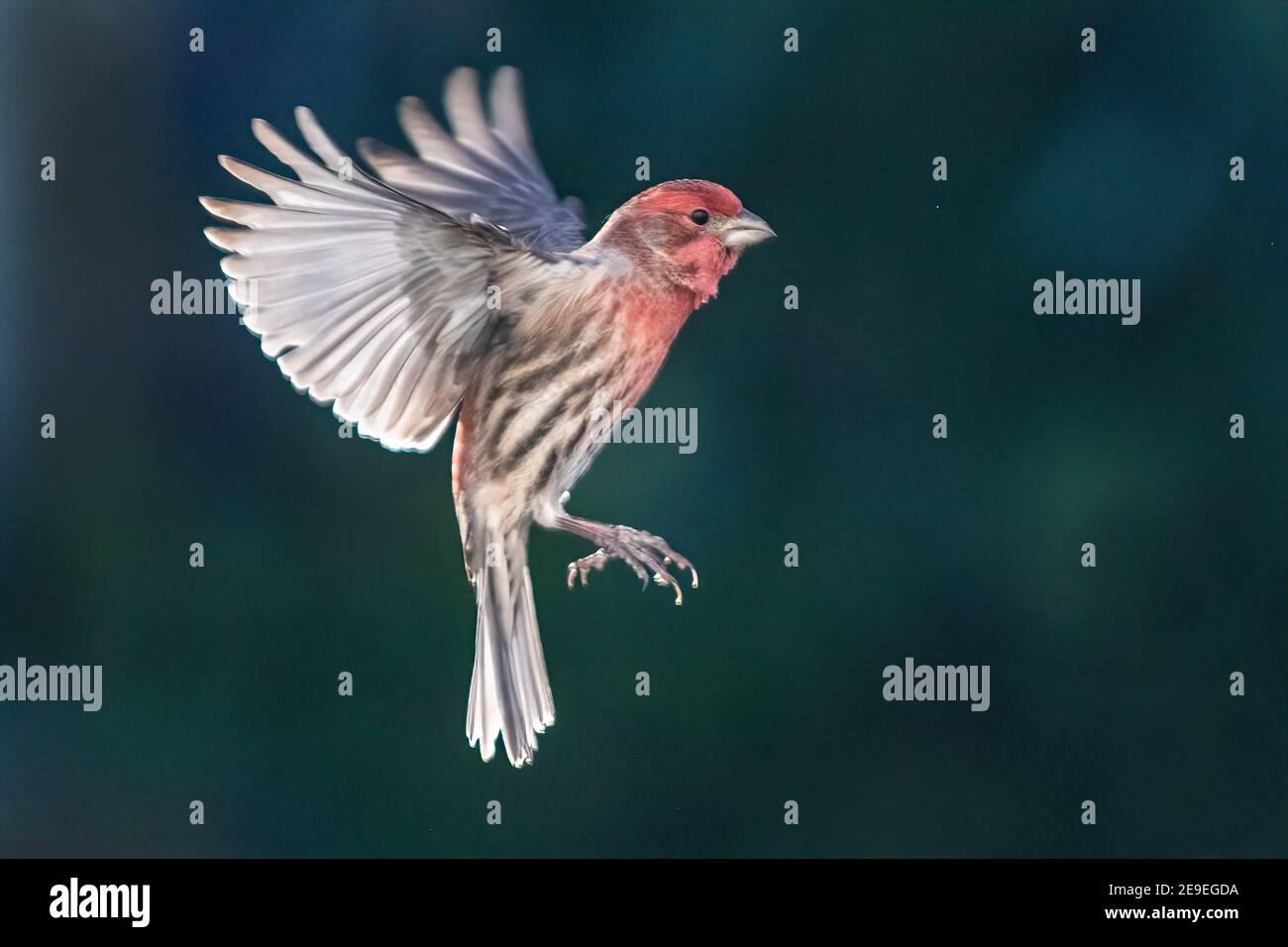 Finches flying hi-res stock photography and images - Alamy