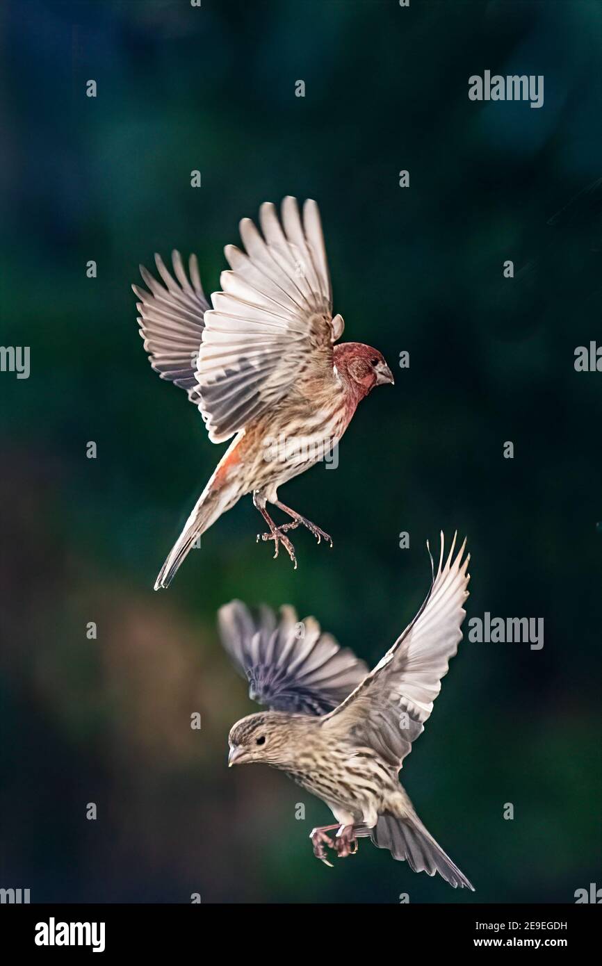 Finches flying hi-res stock photography and images - Alamy