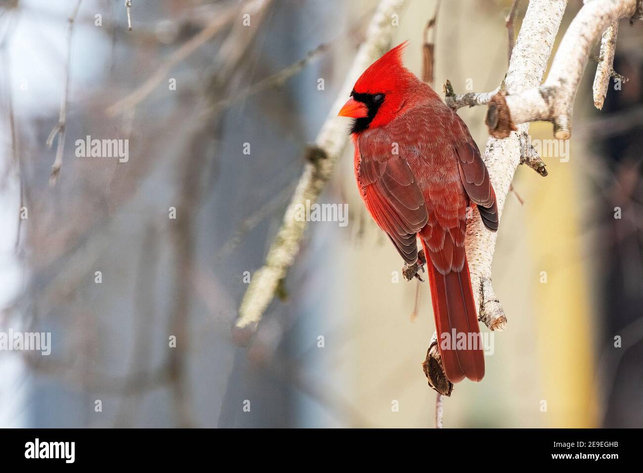 Male northern cardinal close-up Stock Photo - Alamy