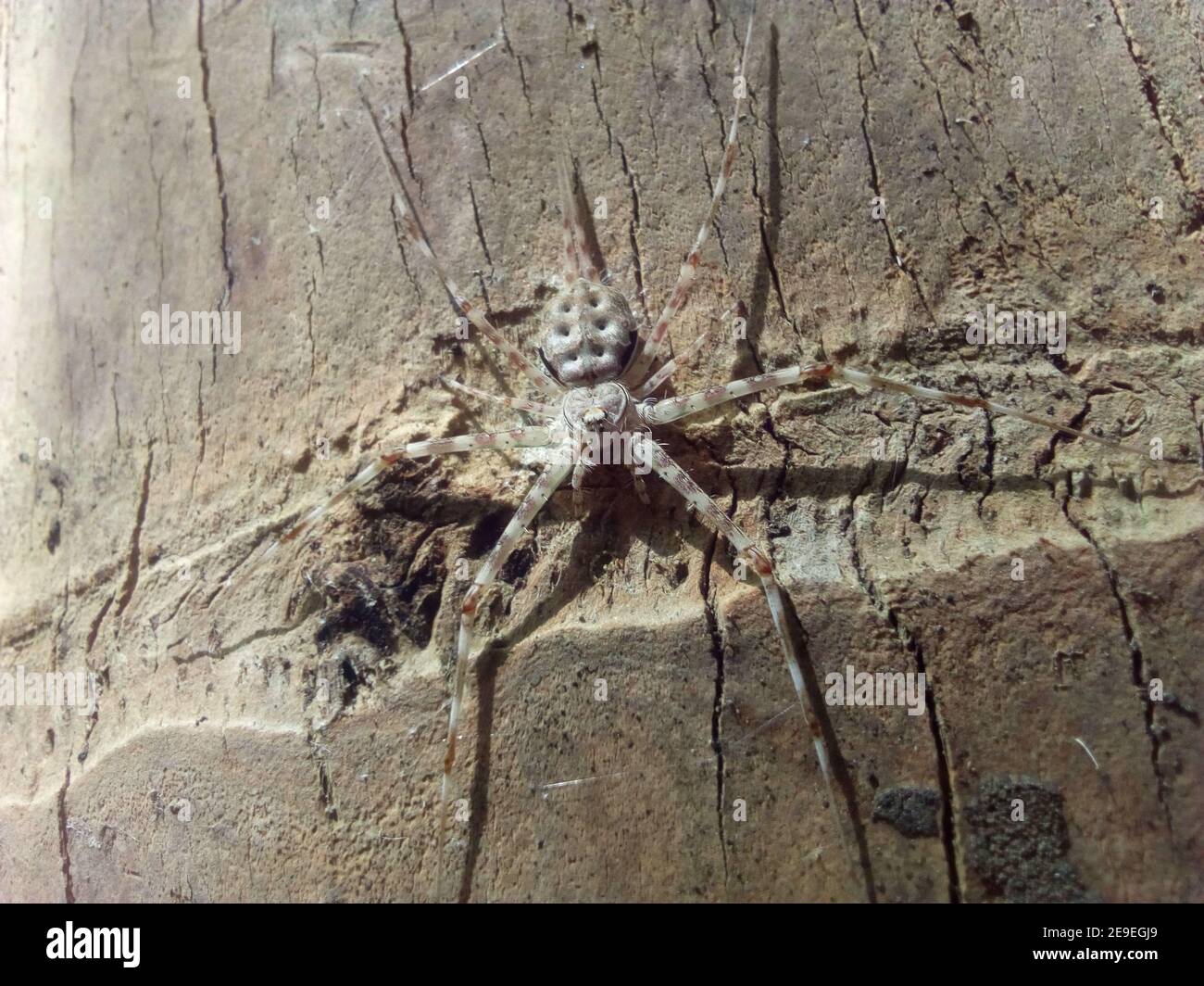 Huge white spider with long legs walking on a cement wall Stock Photo ...