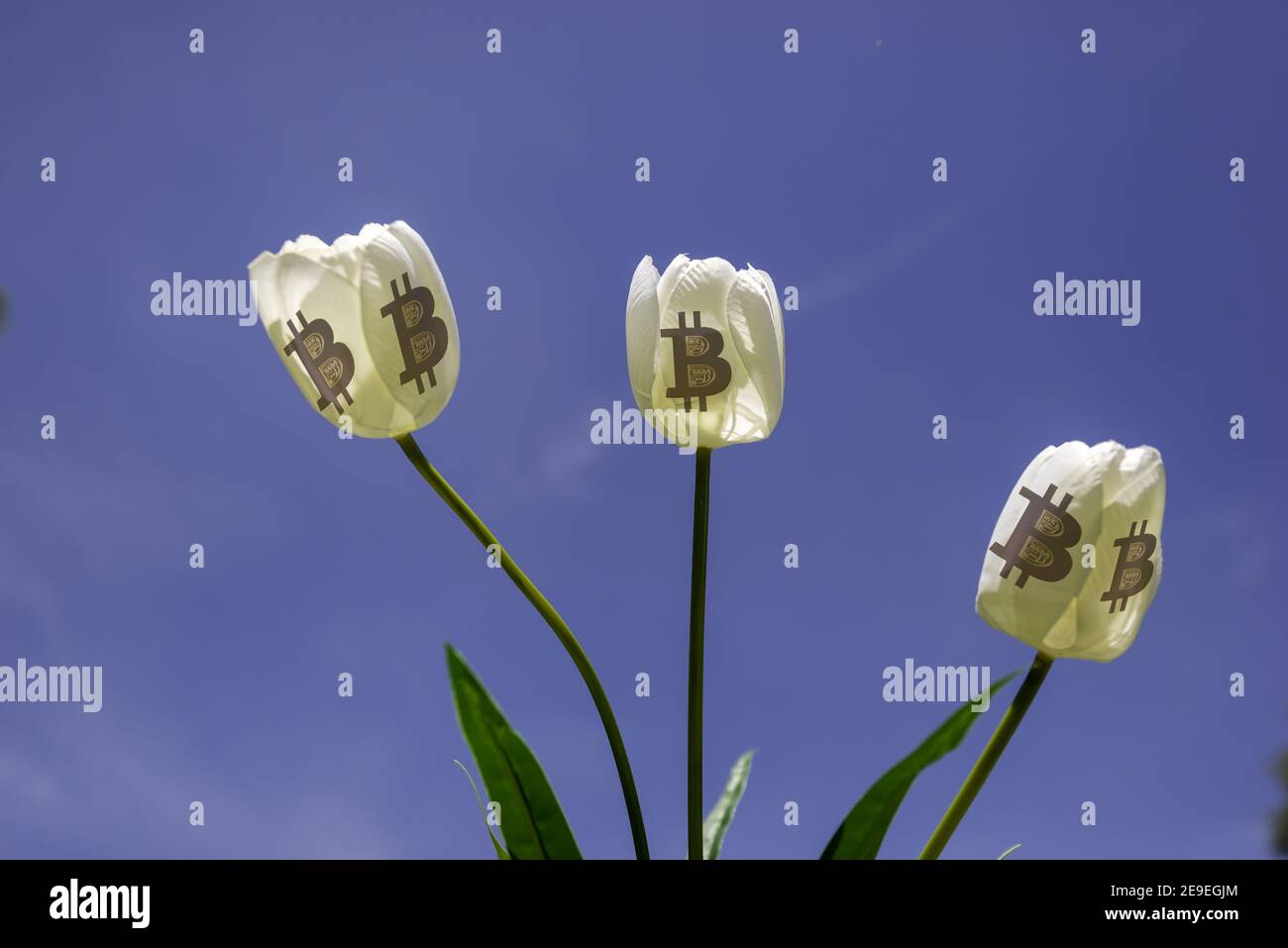 Artificial tulip flowers with a bitcoin symbol on the petals Stock ...