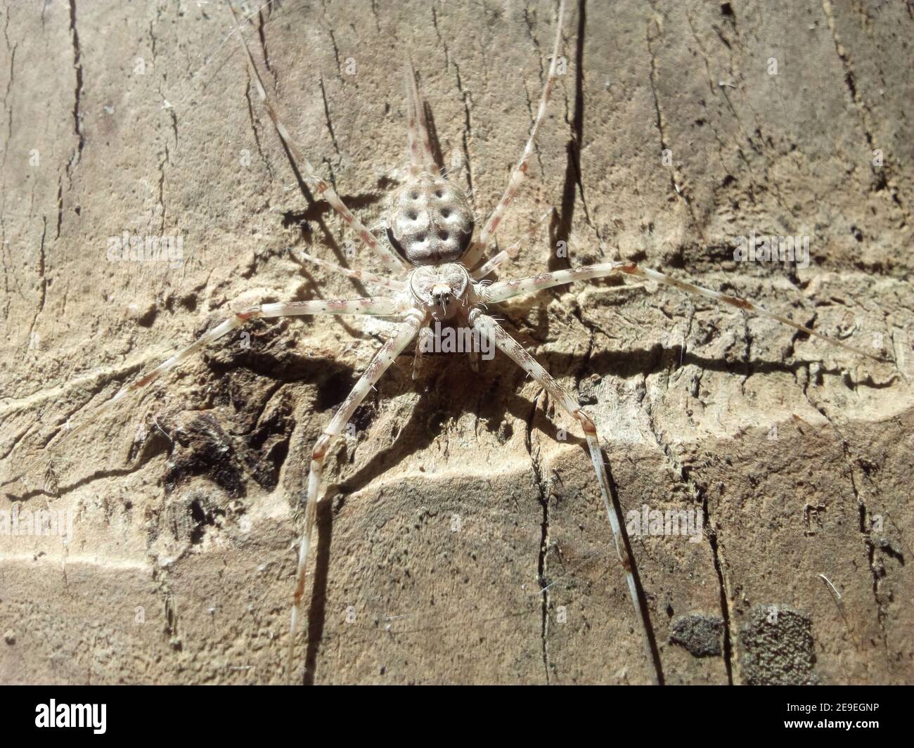 Closeup shot of a big spider with long legs walking on a cement wall ...