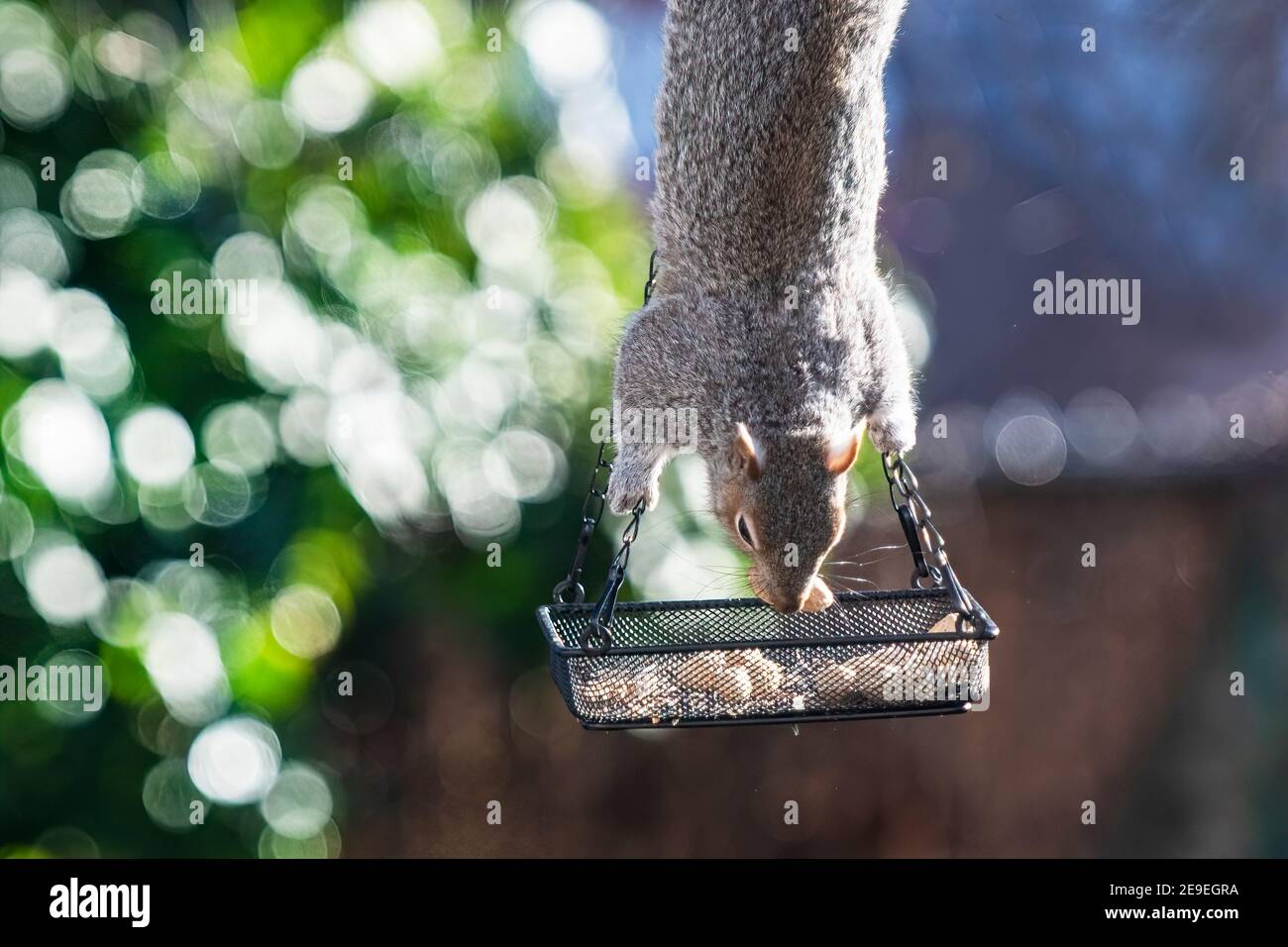 Gray squirrel feeding at backyard bird feeder Stock Photo - Alamy