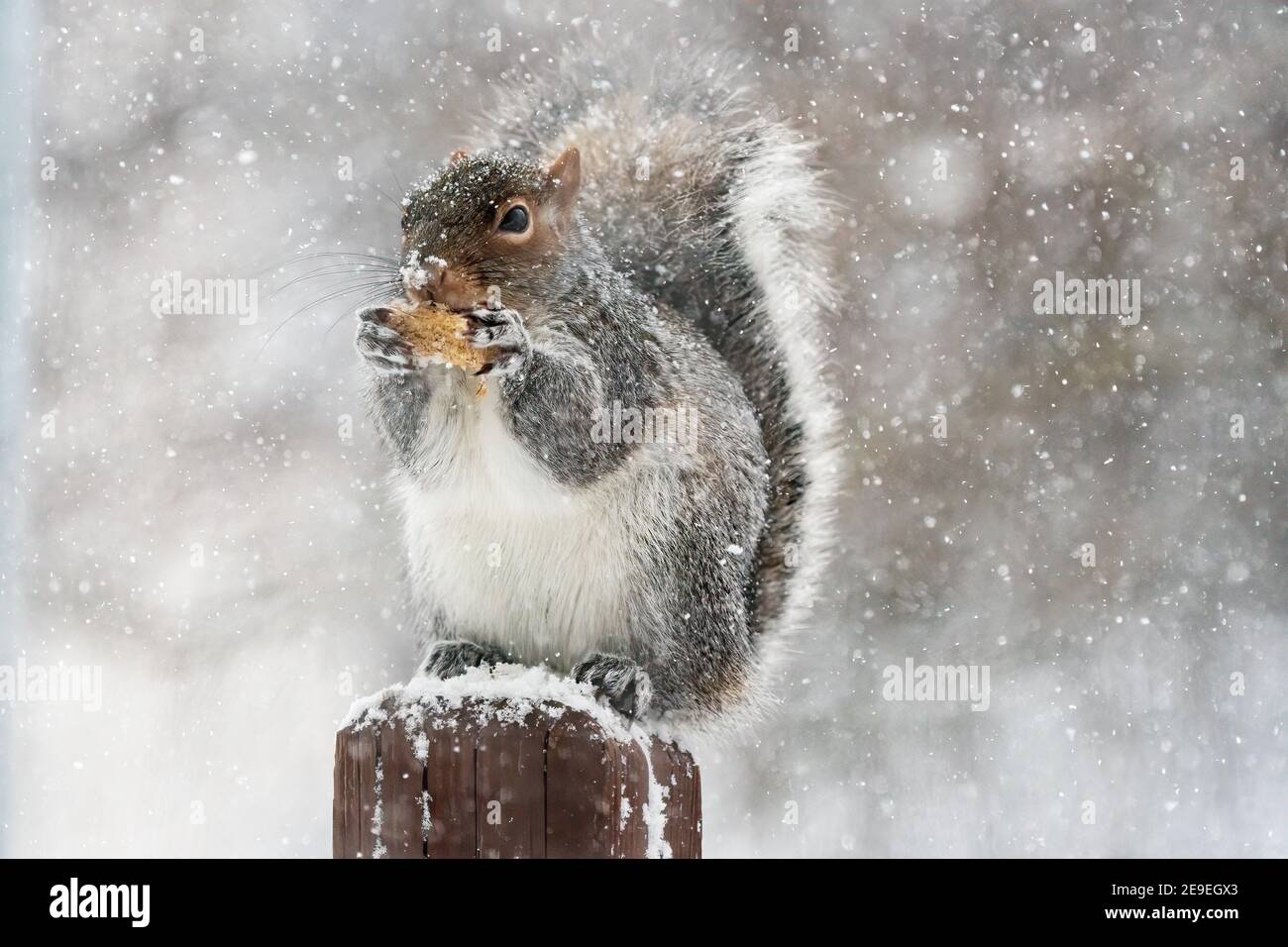 Backyard snow hi-res stock photography and images - Alamy