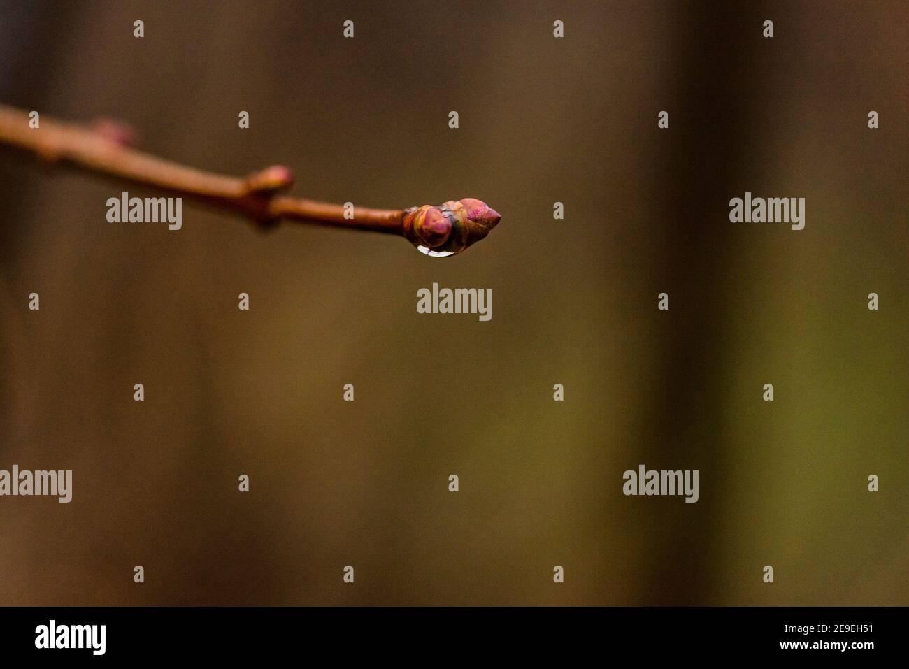 Tree branches with spring green budding leaves. tree buds in spring ...