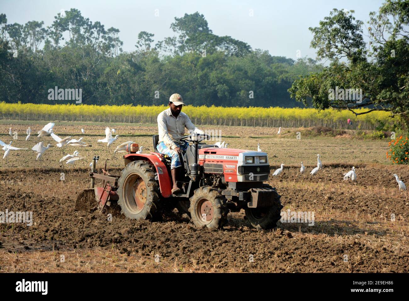 Small scale insects hi-res stock photography and images - Alamy