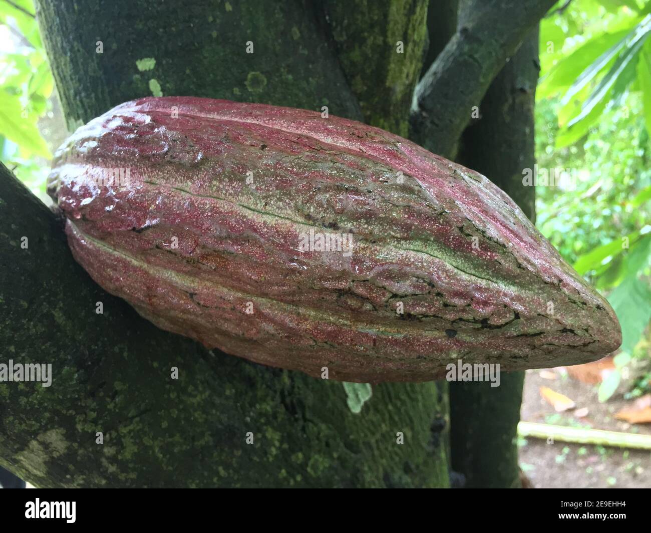 Cacao tree small evergreen tree hi-res stock photography and images - Alamy