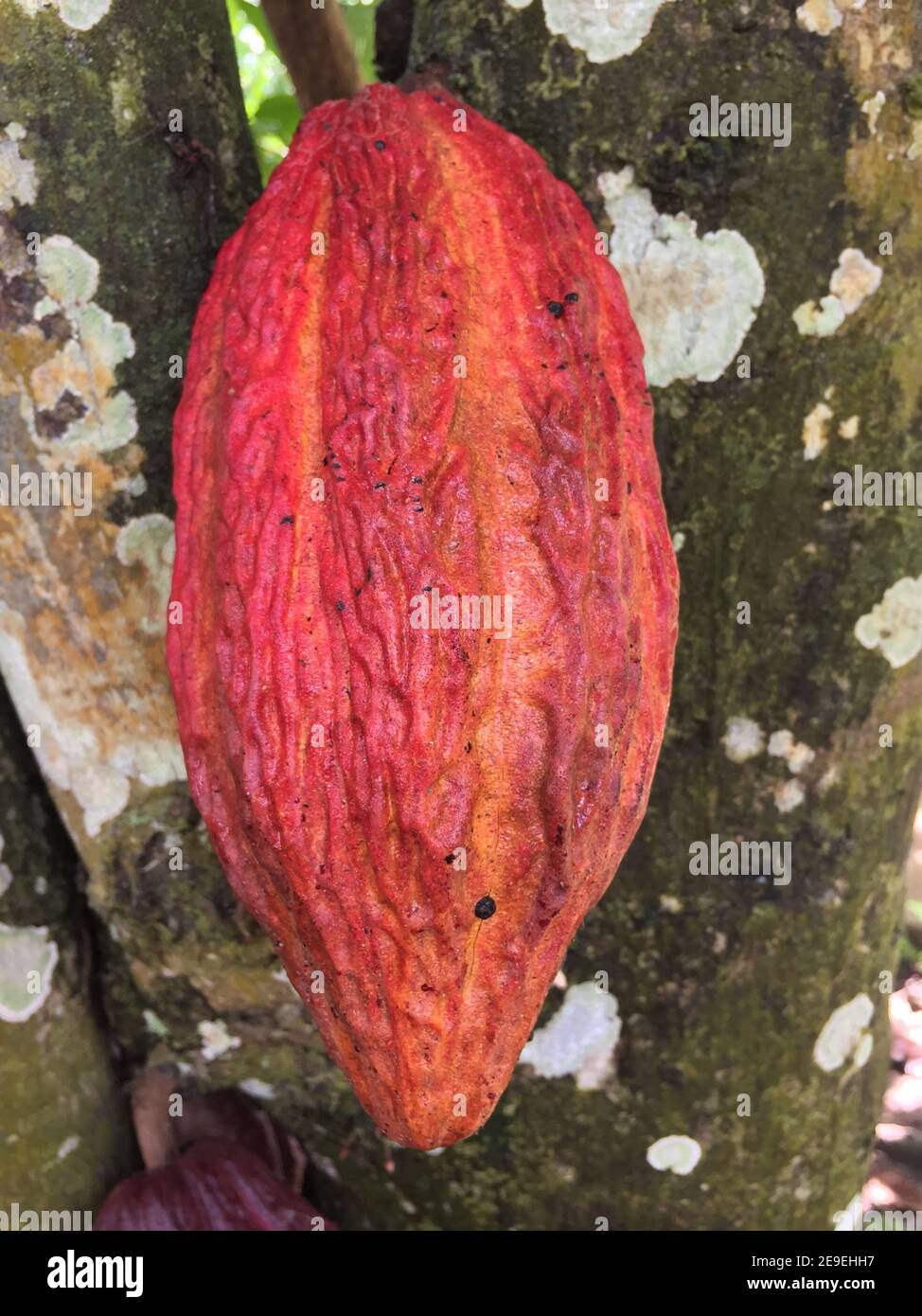 Closeup shot of a large oval cacao pod growing on a trunk of a small ...