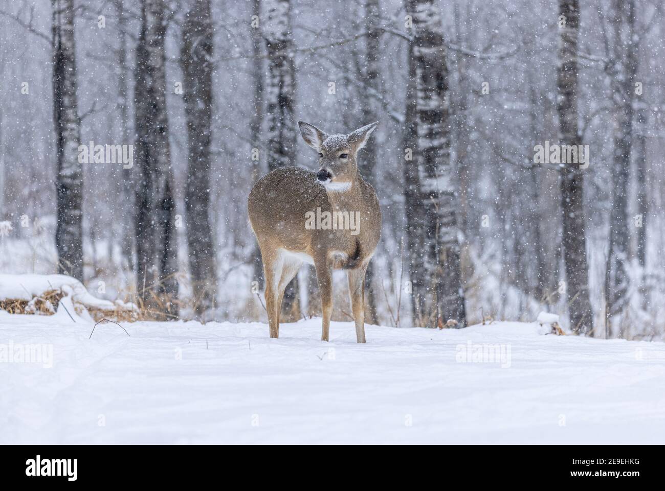 Light snow falling on a white-tailed doe in northern Wisconsin Stock ...