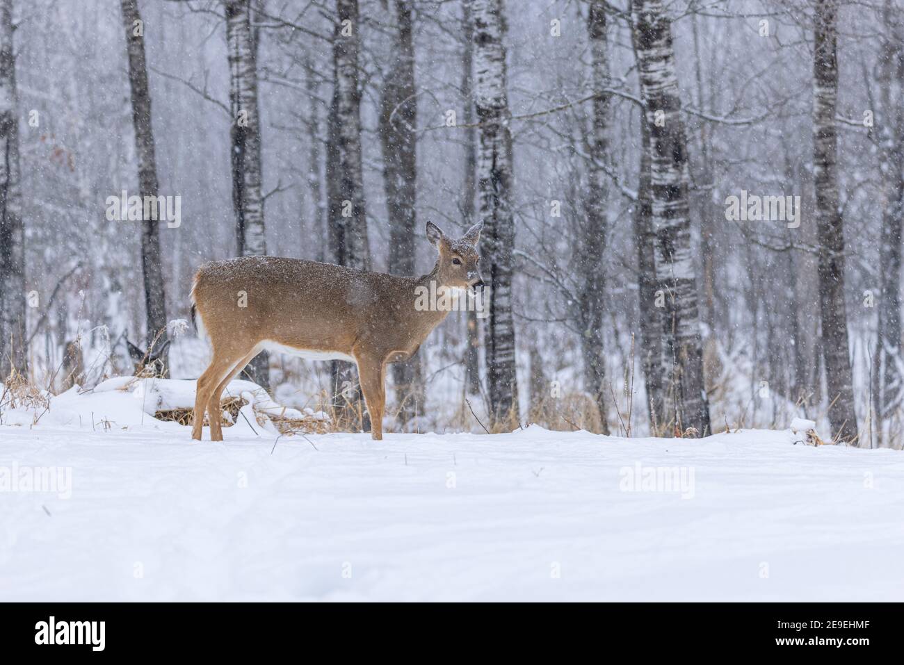 LIght snow falling on a white-tailed doe in northern Wisconsin Stock ...