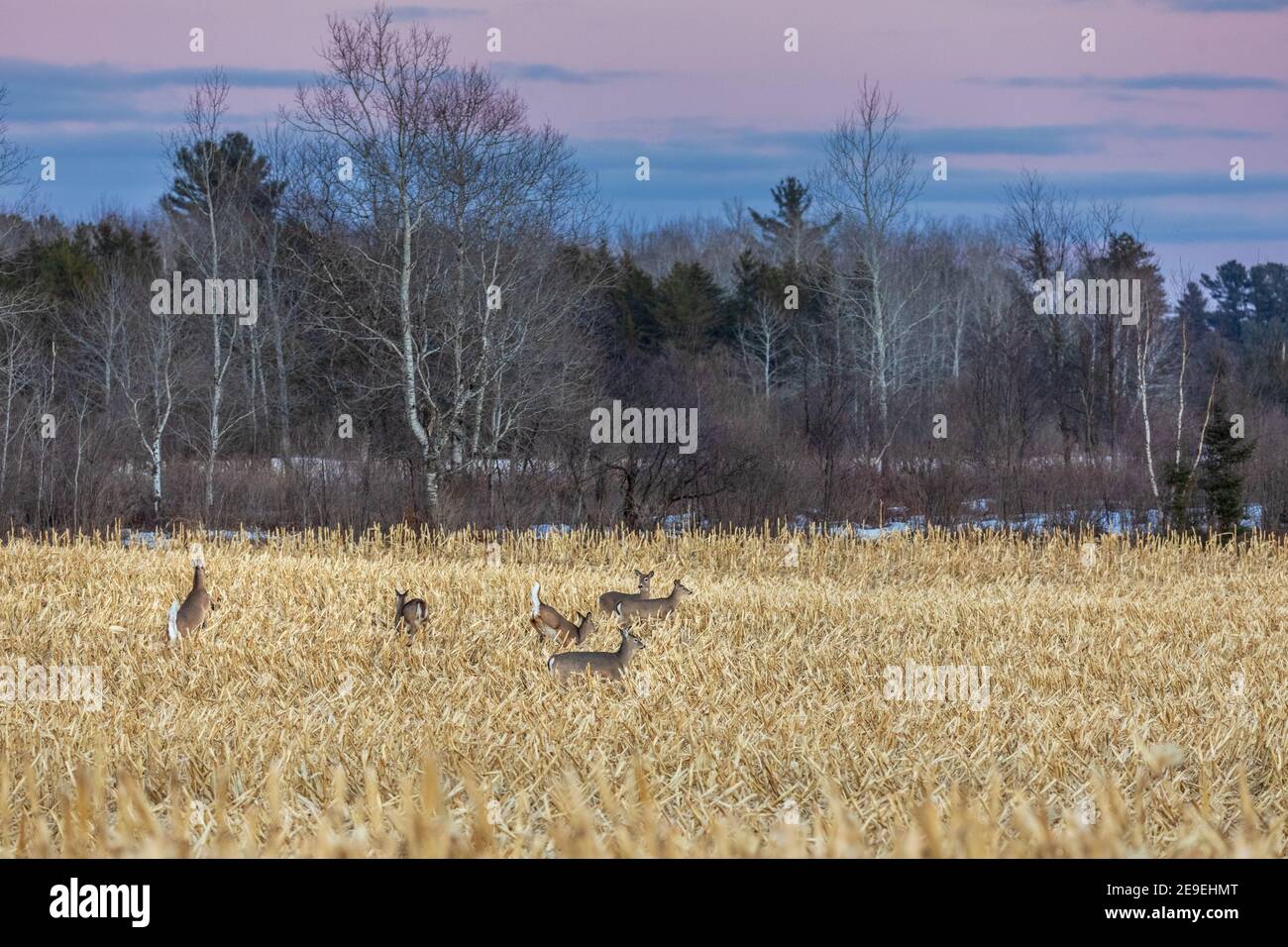 White-tailed deer in a cut field of corn in northern Wisconsin Stock ...