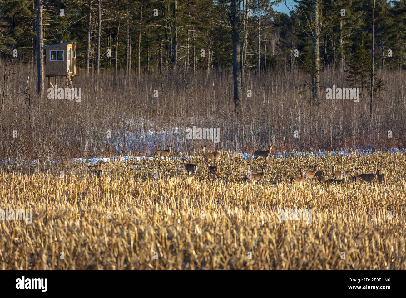 White-tailed deer in a cut field of corn in northern Wisconsin Stock ...