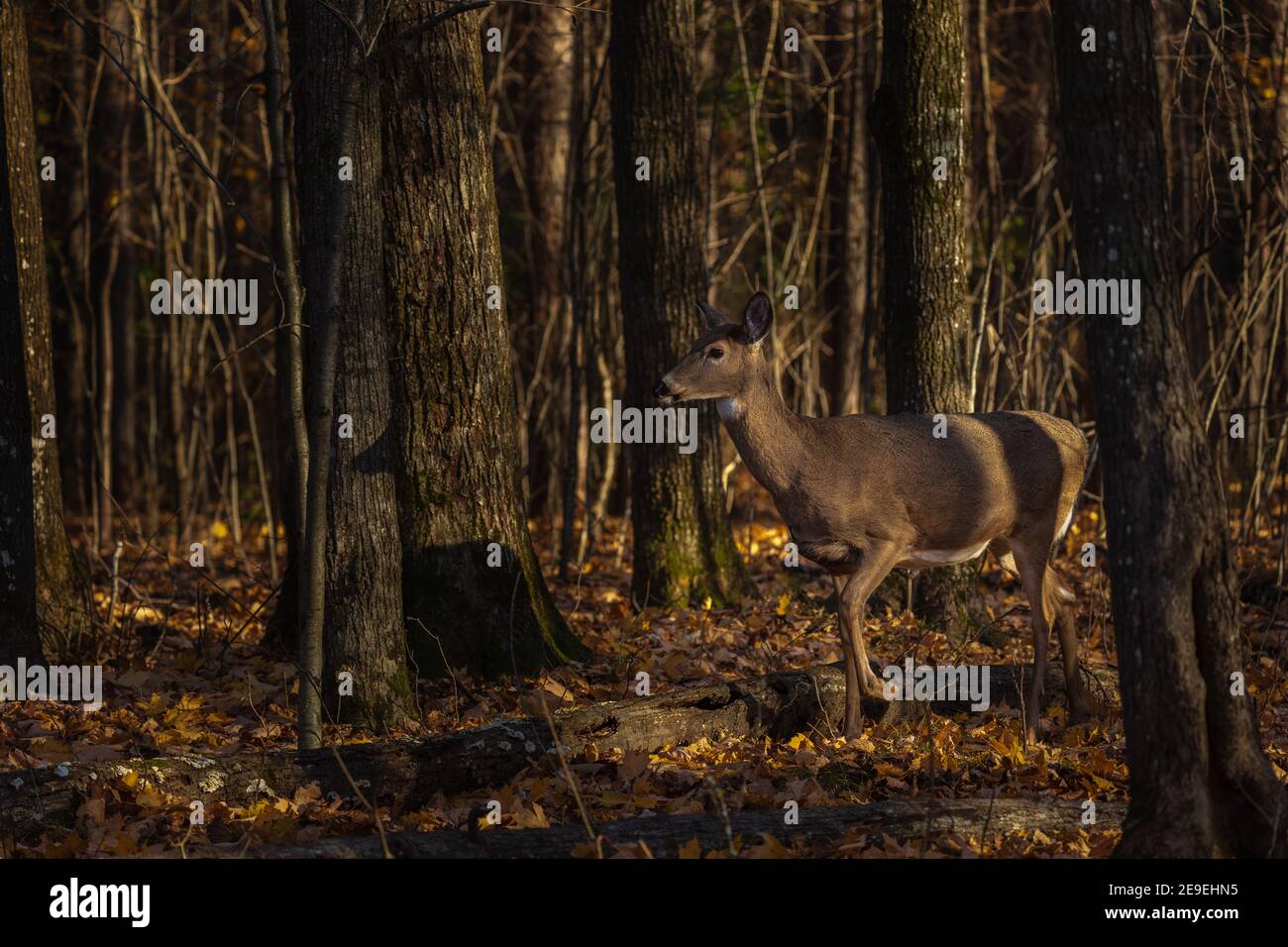 White-tailed doe in the deep shadows of a northern Wisconsin woodland ...