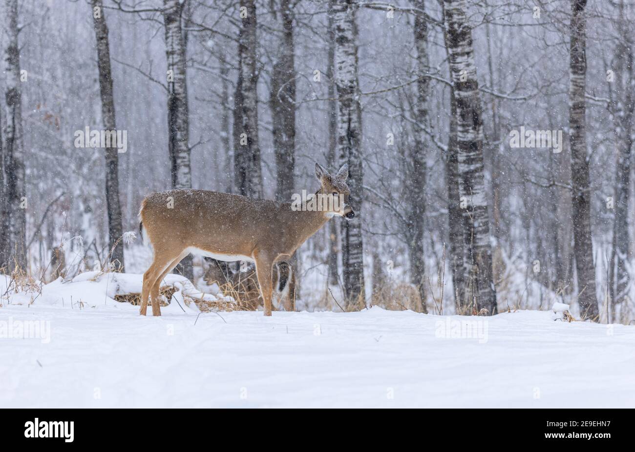 White tailed deer doe in falling snow hi-res stock photography and ...
