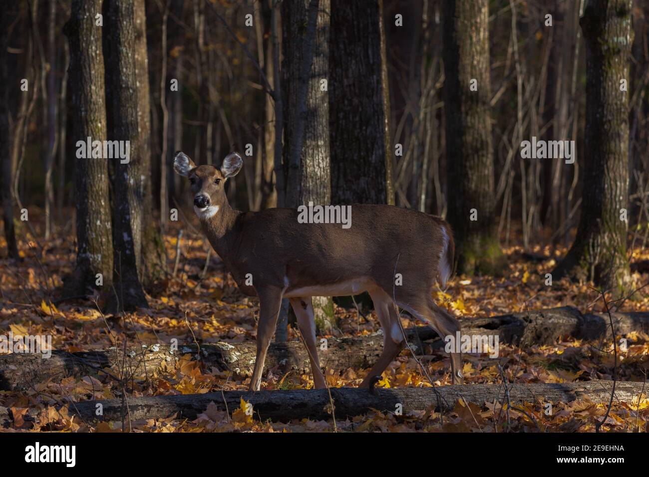 White-tailed doe in the deep shadows of a northern Wisconsin woodland ...