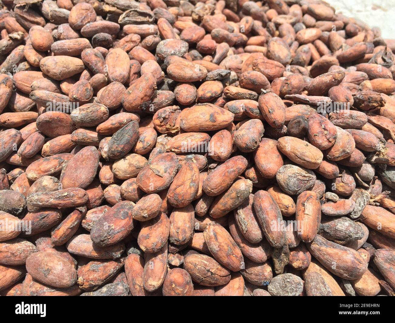 Closeup of a pile of cacao seeds used to make chocolate, great for ...