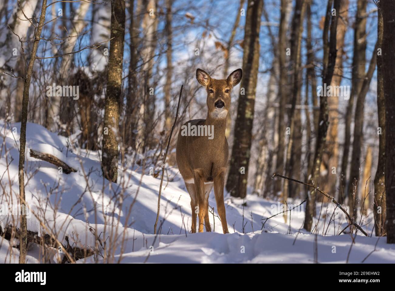 White-tailed doe in a northern Wisconsin woodland Stock Photo - Alamy