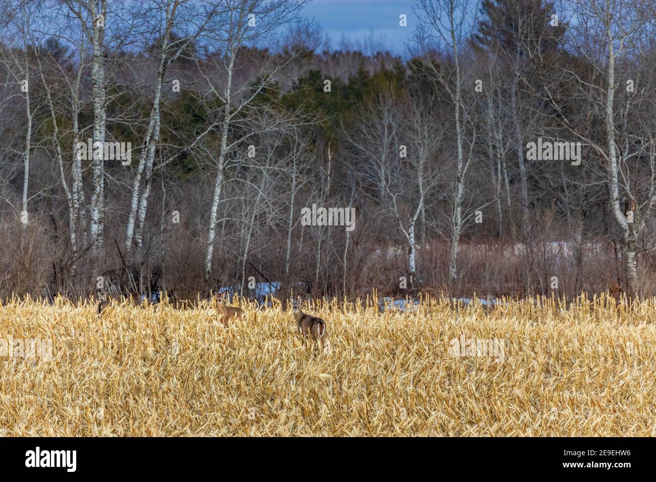 White-tailed deer in a cut field of corn in northern Wisconsin Stock ...