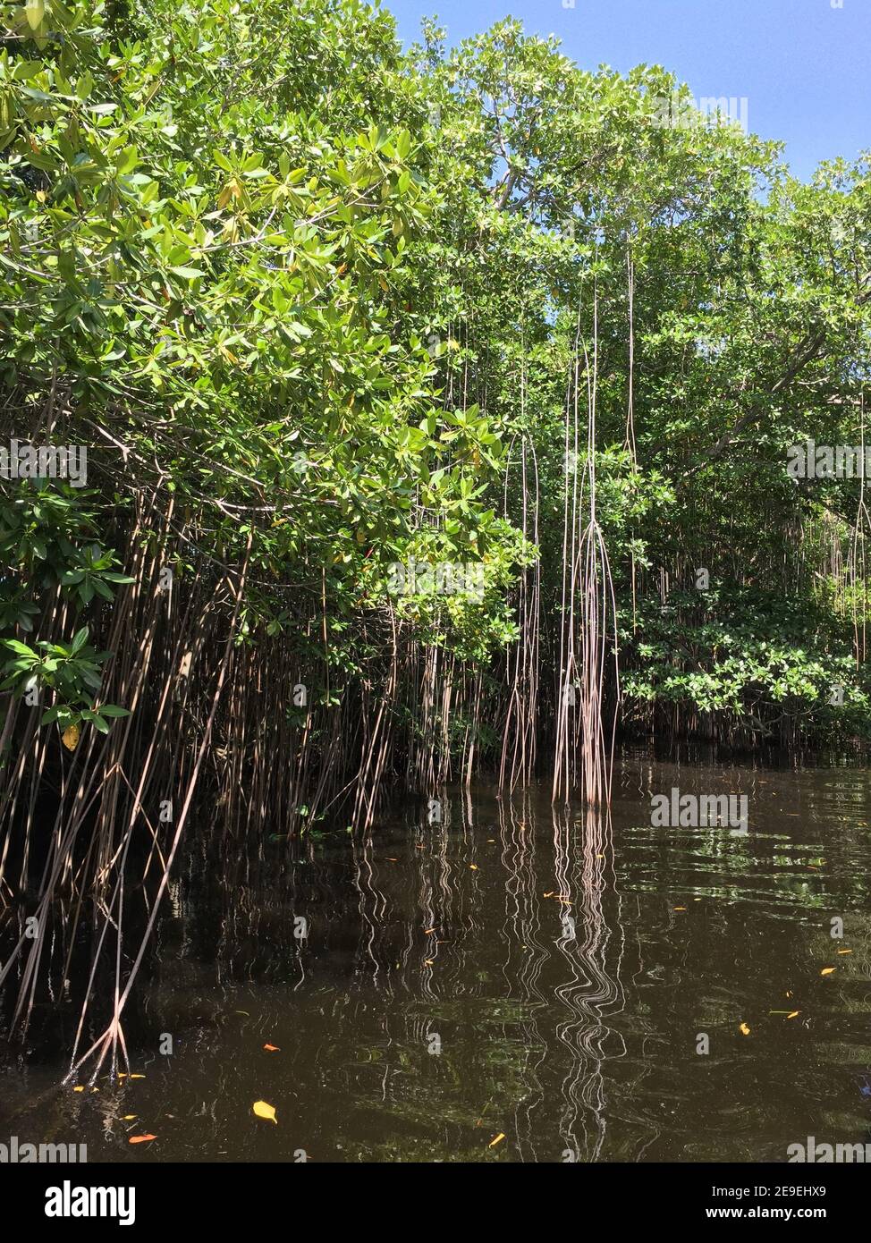 Beautiful shot of mangrove trees emerging from the water Stock Photo ...