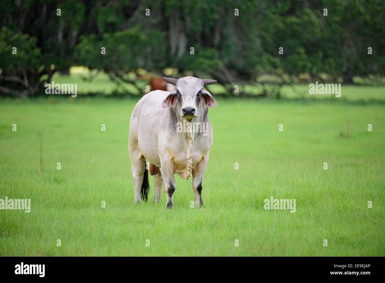 Holstein cow. Dairy cow. Cowshed on summer pasture. Fresh cows milk ...