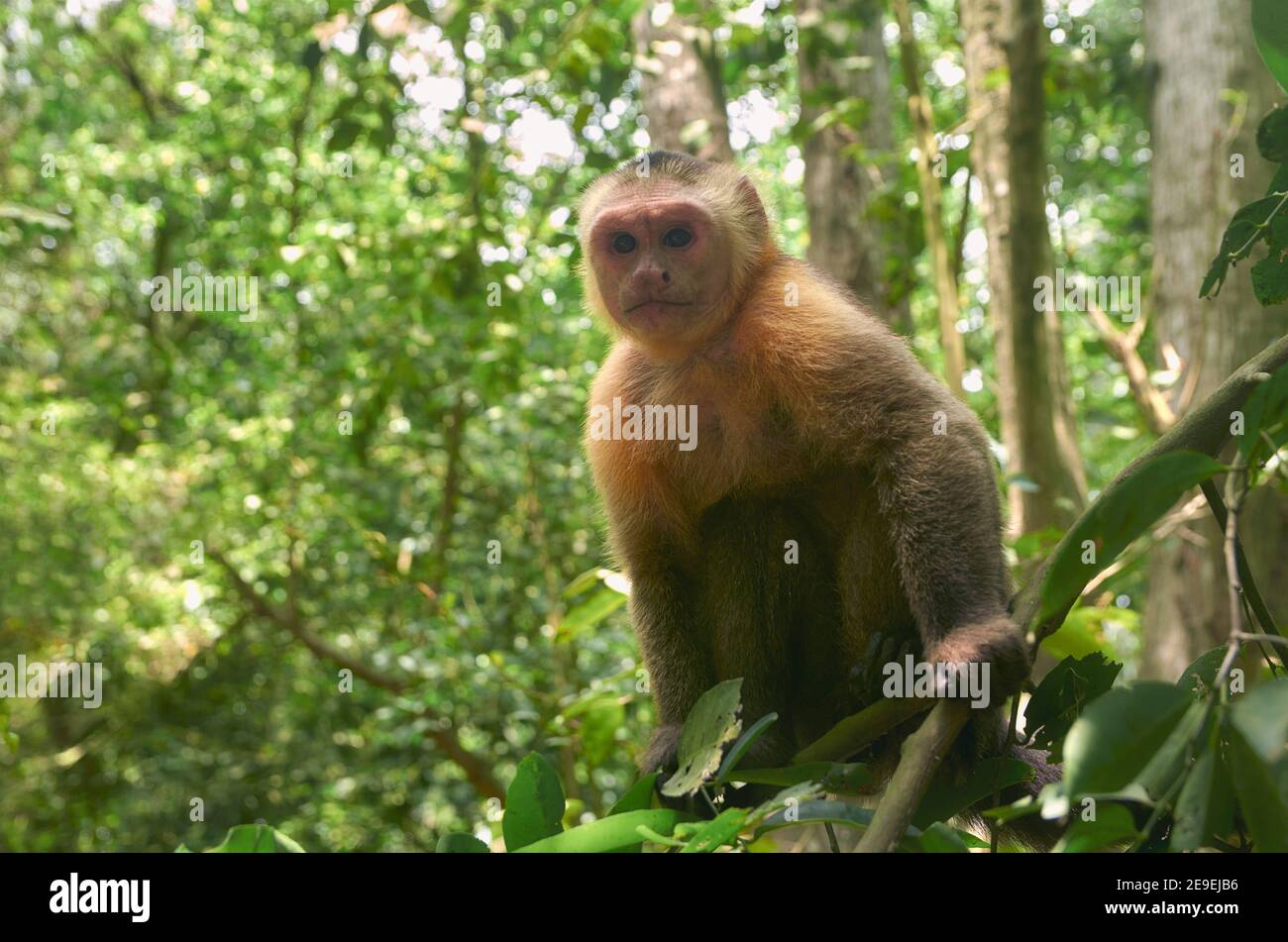 Selective focus of the wild Capuchin monkey on the tree branches in the ...
