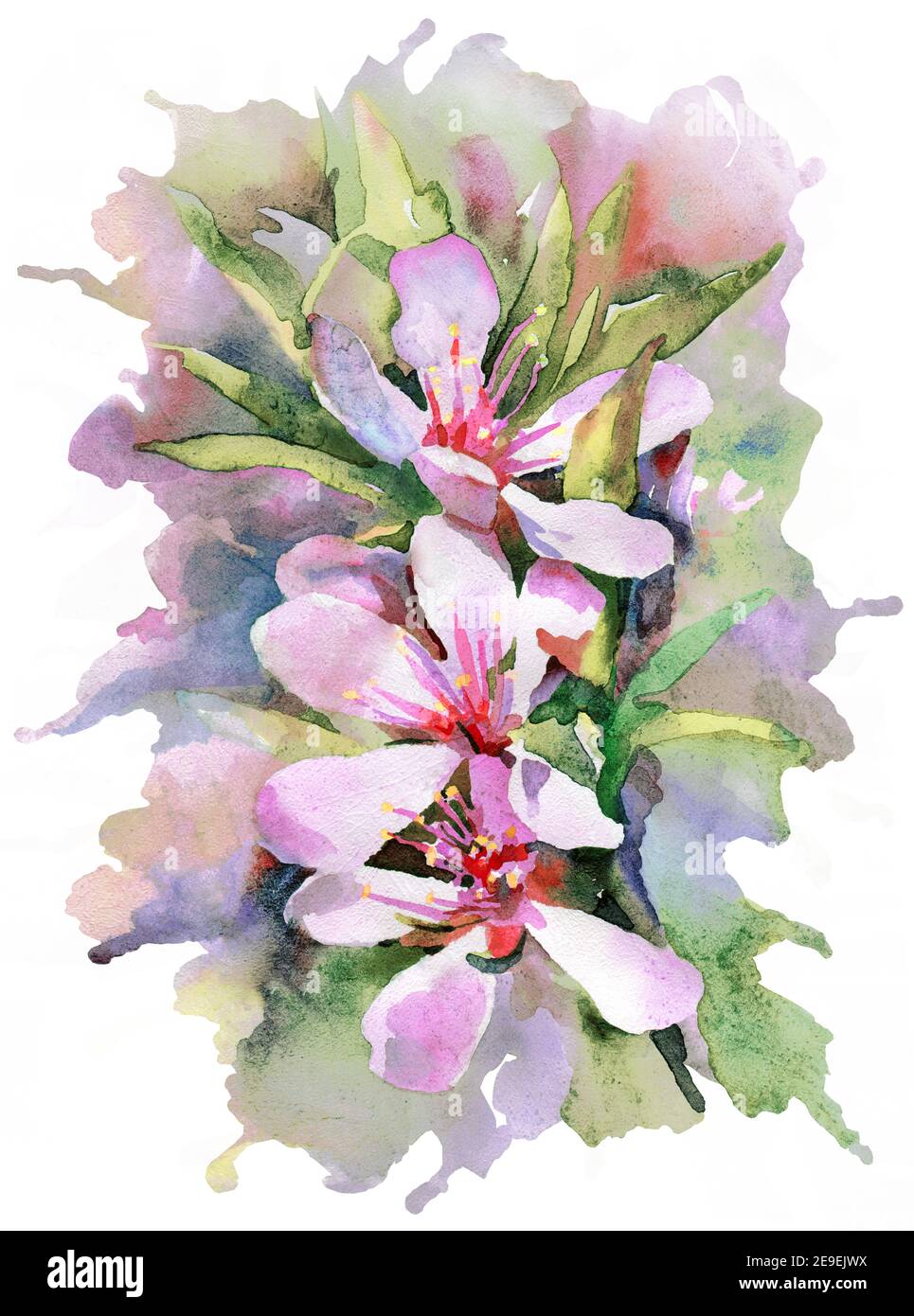 Pink flowers of the almond tree. The spring bloom. Watercolour painting ...