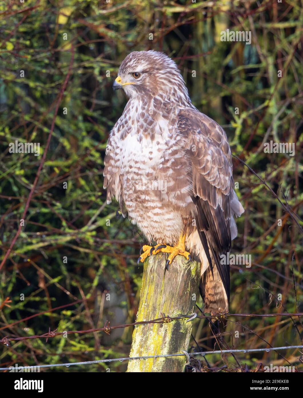 A pair of Sparrow Hawks mating Stock Photo - Alamy