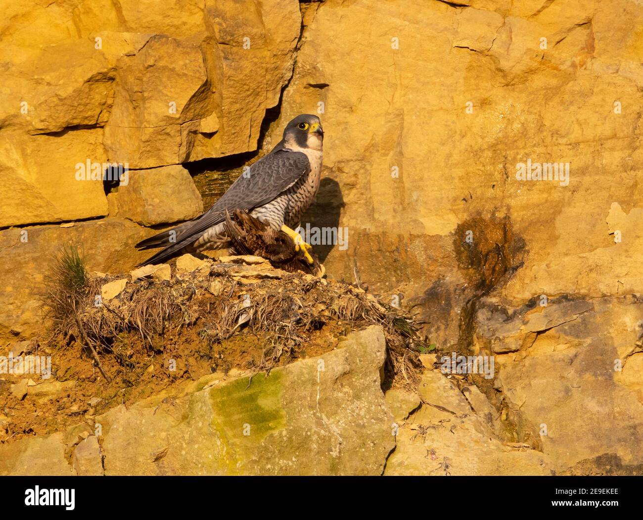 Peregrine Falcon on a quarry face with a Woodcock Stock Photo - Alamy