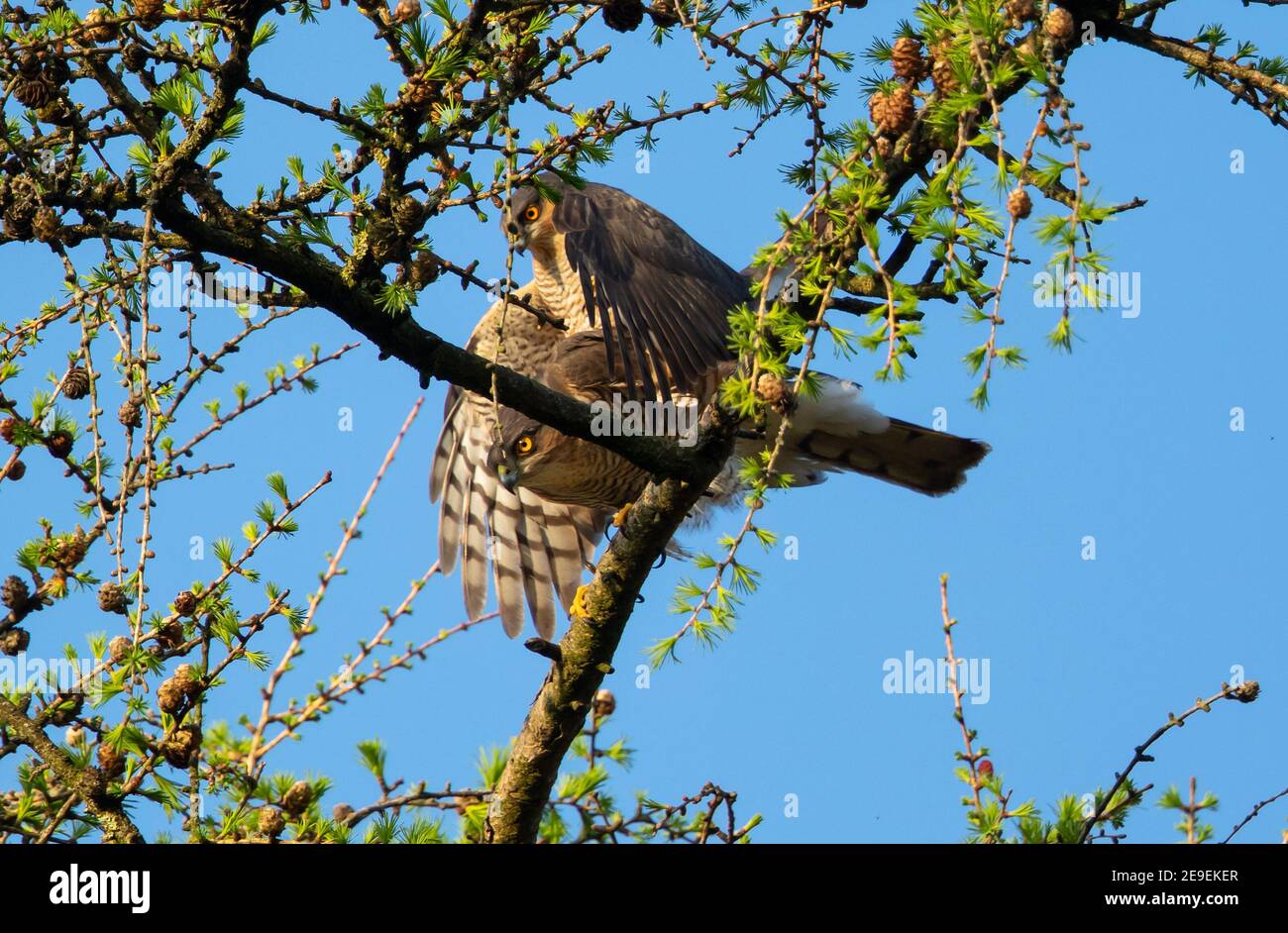 A pair of Sparrow Hawks mating Stock Photo - Alamy