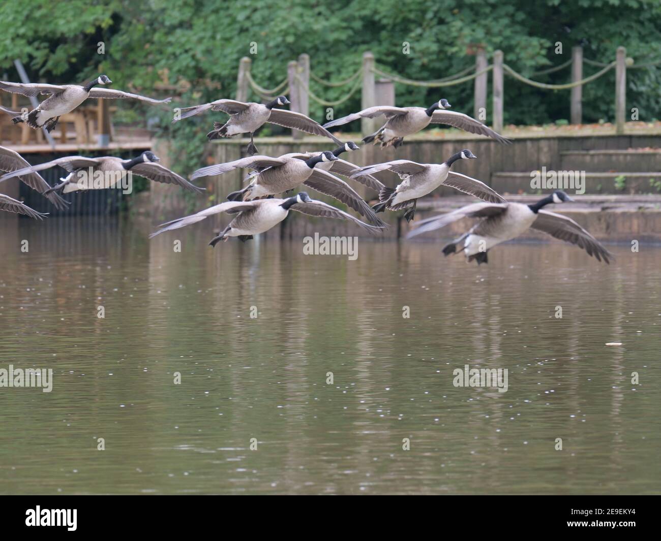 Canada geese landing on water hi-res stock photography and images - Alamy