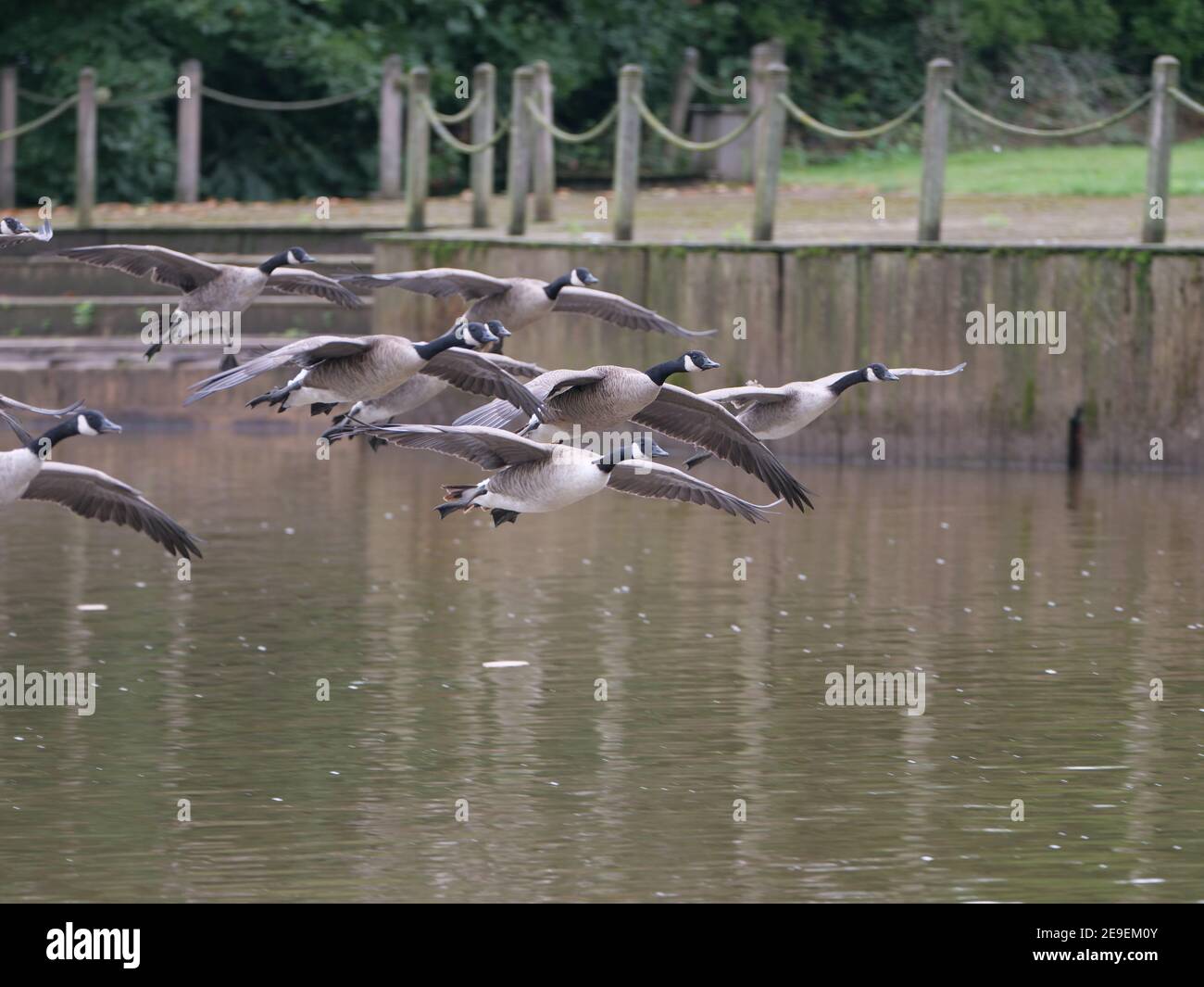 Canada geese landing on water hi-res stock photography and images - Alamy