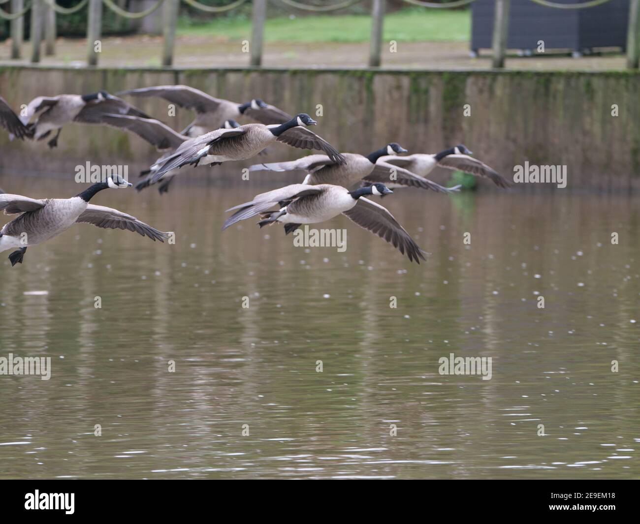 Canada geese landing on water hi-res stock photography and images - Alamy