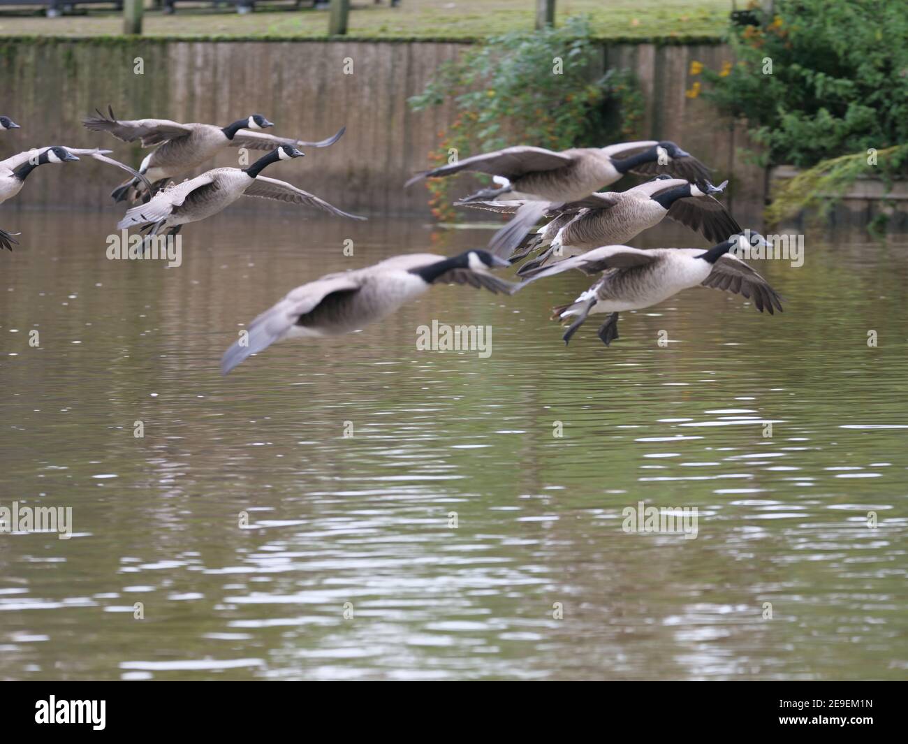 Canada geese landing on water hi-res stock photography and images - Alamy