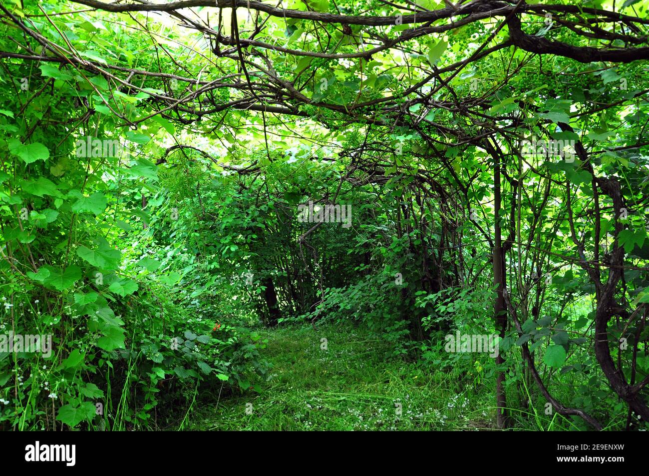 Scenic image under a vineyard in a wild area Stock Photo - Alamy
