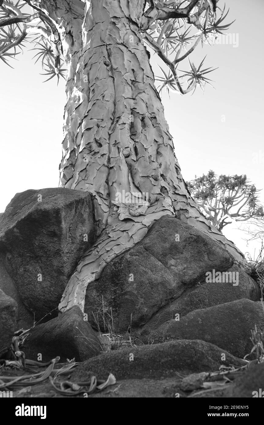 Namibia; A Quivertree Root holding itself on top of vulcanic stones ...