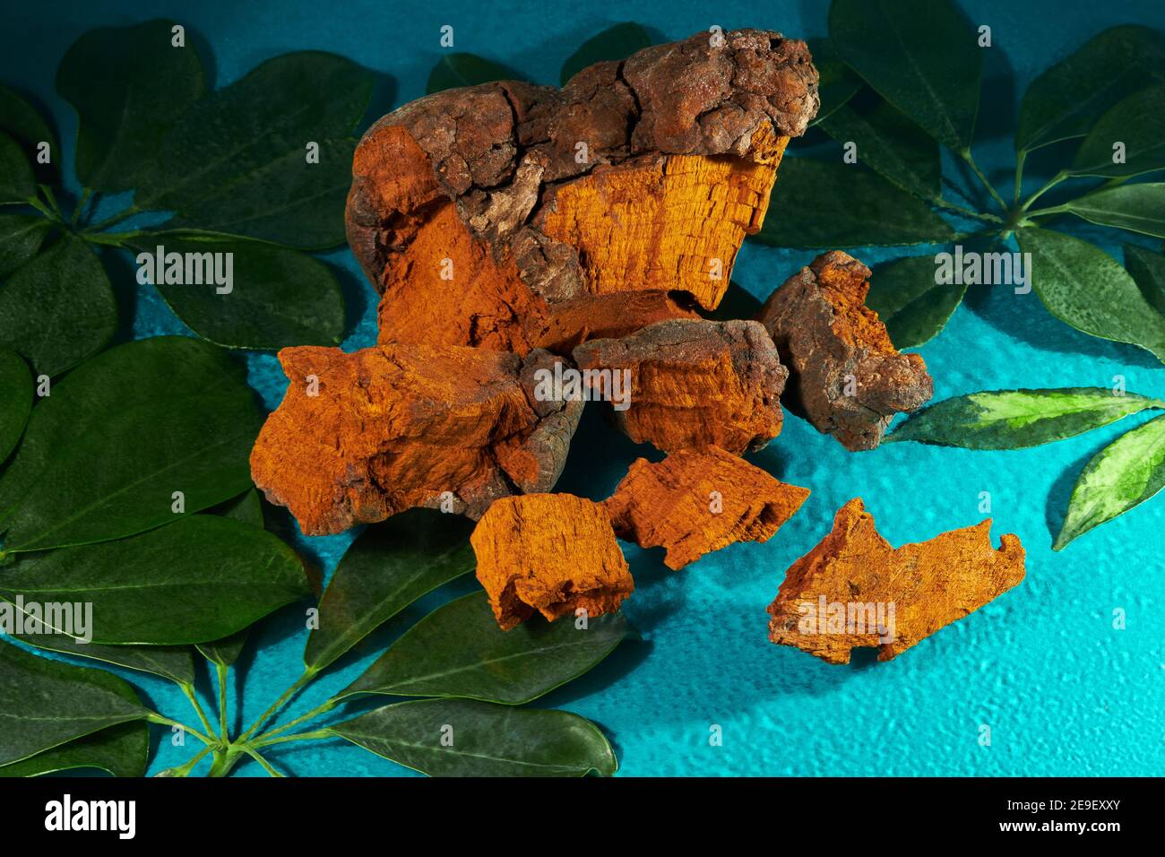 Natural chaga mushroom pieces on a schefflera leaves blue background ...