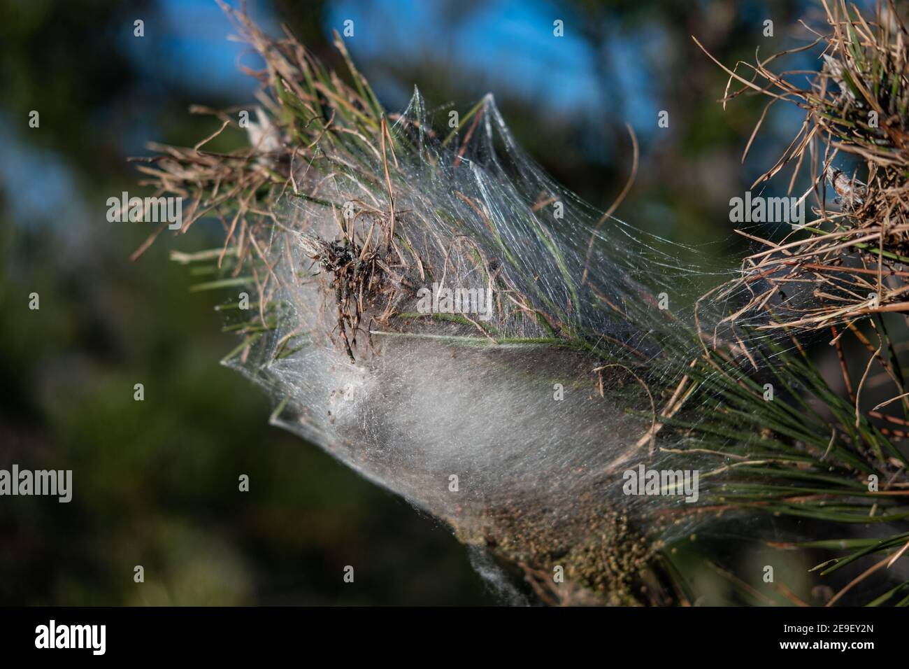 Caterpillar nest on a tree hi-res stock photography and images - Alamy