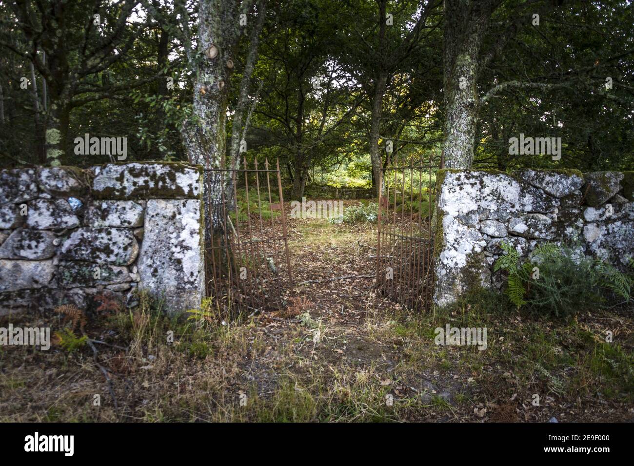 Creepy rusty fence gate in the forest Stock Photo - Alamy