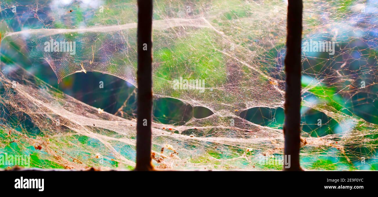 a close up macro photo of a complex web of spiders tree house outside ...