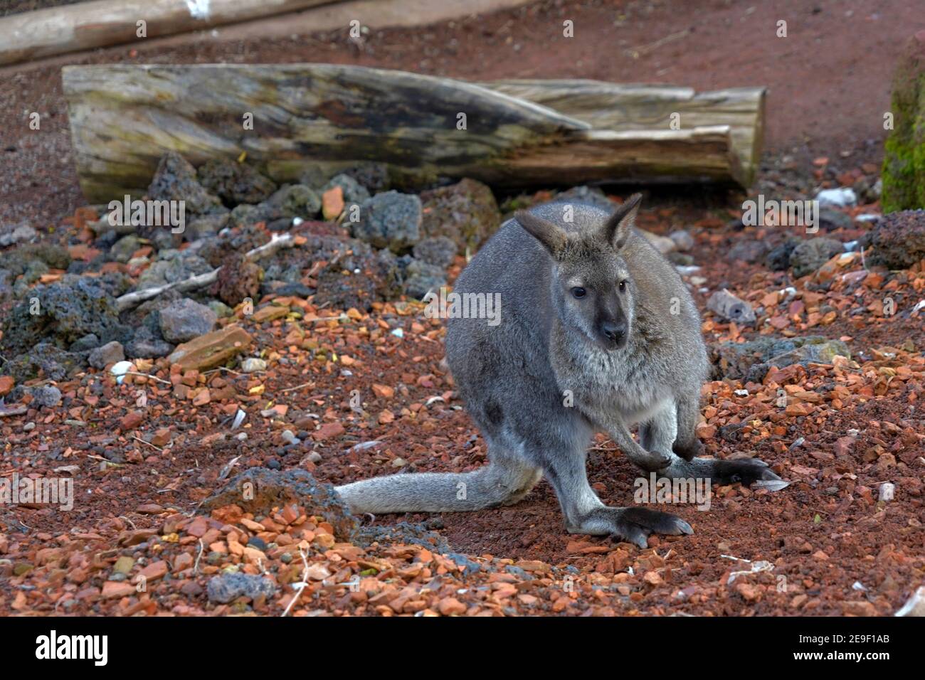 Wallaby, a macropod native in Australia, living in captivity, sitting ...