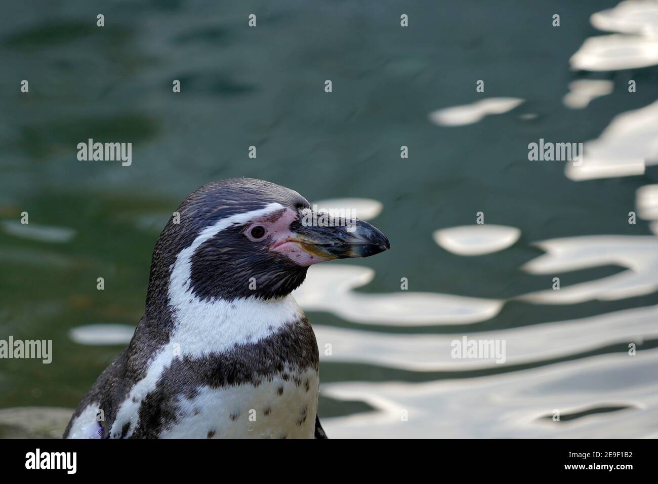 Lateral portrait hi-res stock photography and images - Alamy
