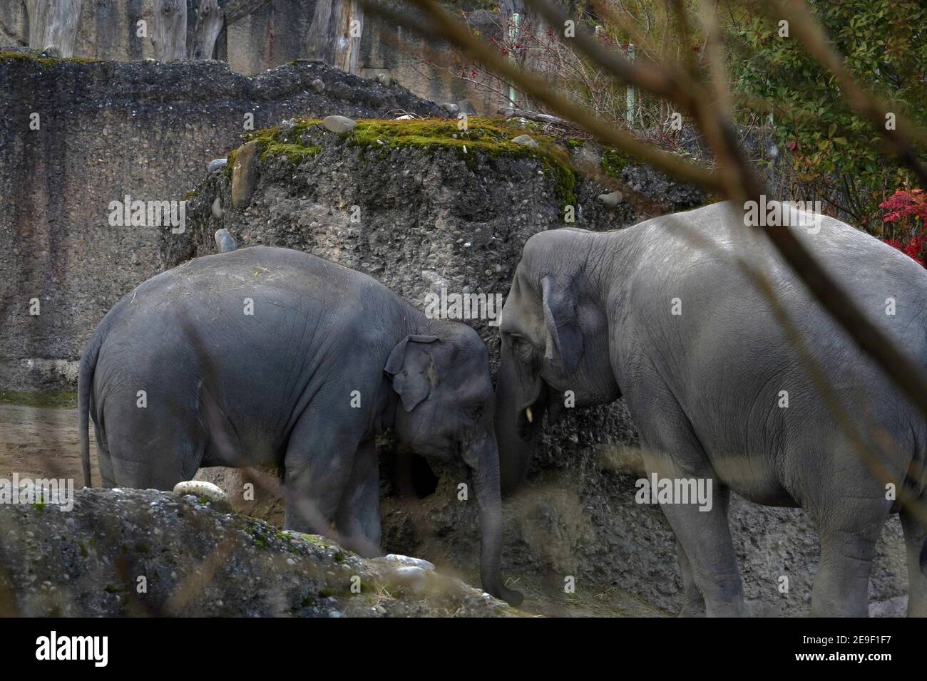 Two Indian elephants, in Latin called Elephas maximus indicus in ...