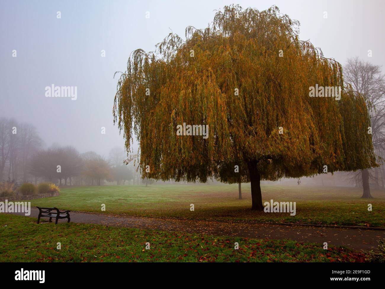 Autumn misty landscape trees hi-res stock photography and images - Alamy