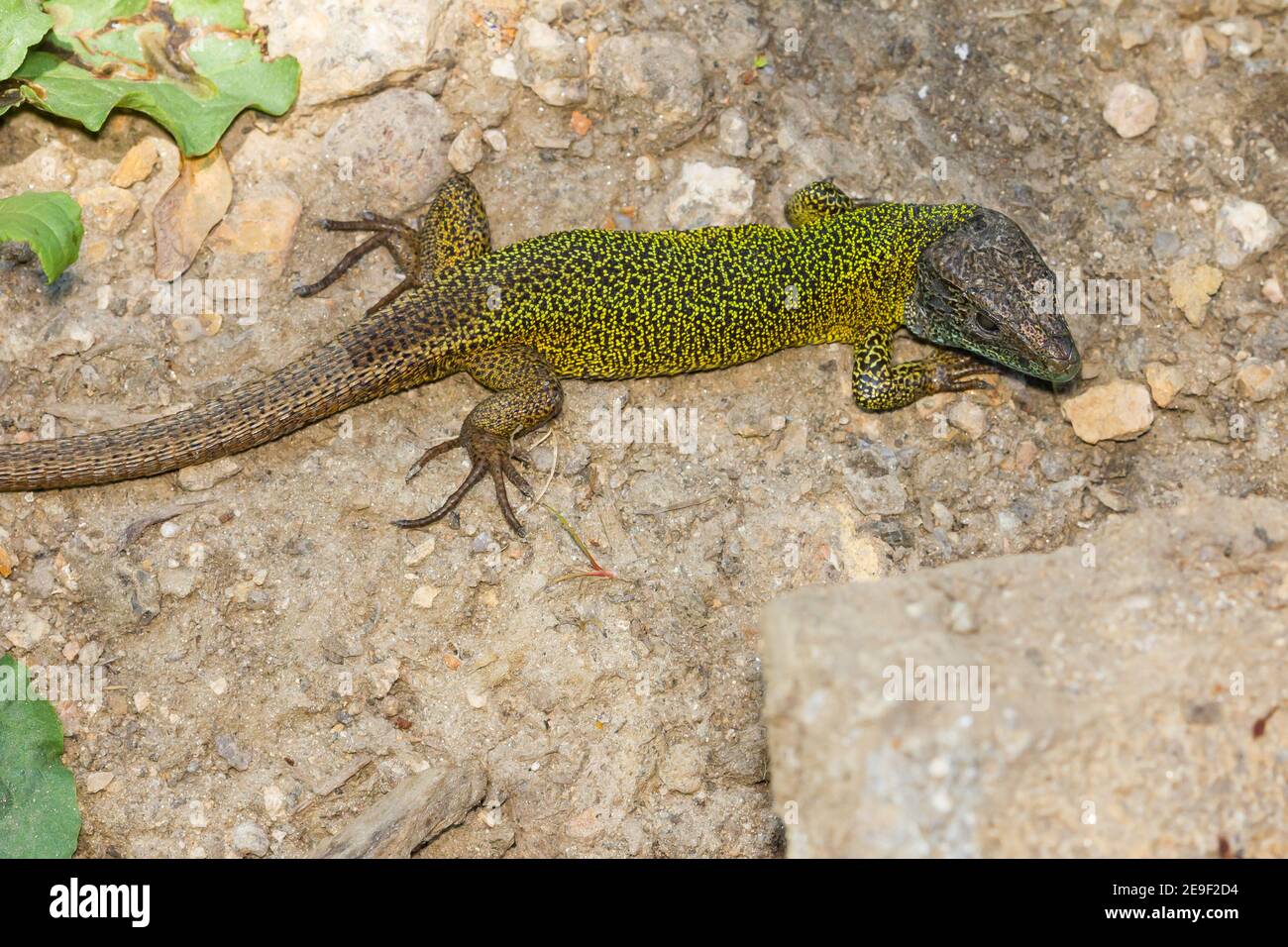 Iberian emerald lizard on the ground Stock Photo - Alamy
