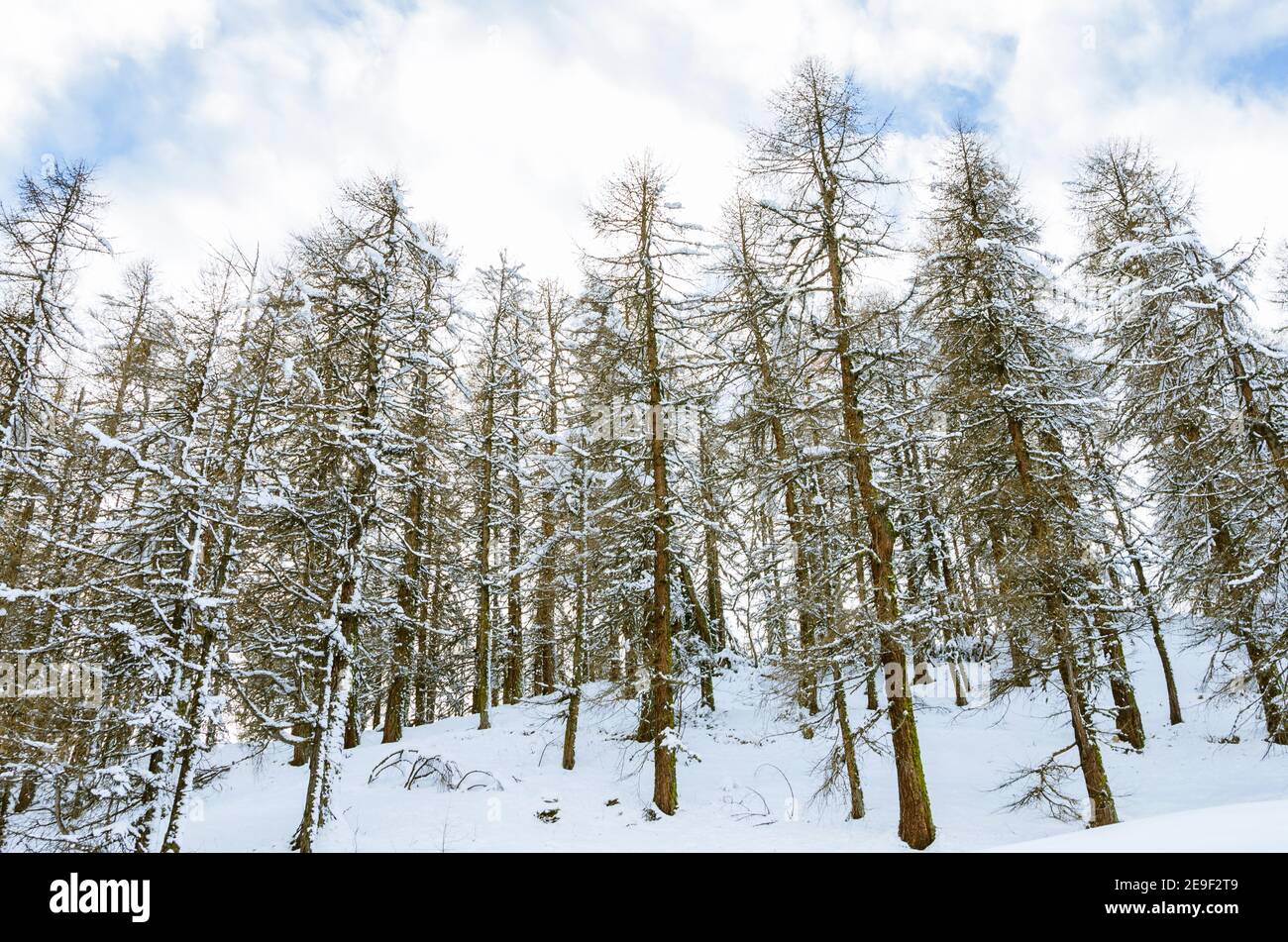 Coniferous trees snow grow in hi-res stock photography and images - Alamy
