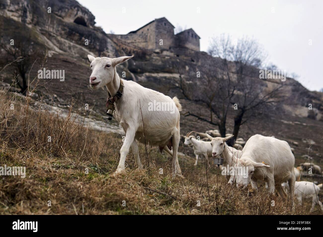 Overgrazing and desertification hi-res stock photography and images - Alamy
