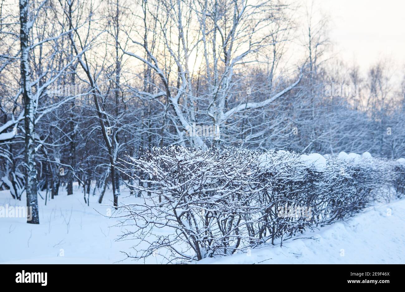 snow-covered bush hedge in a winter park against the backdrop of the ...