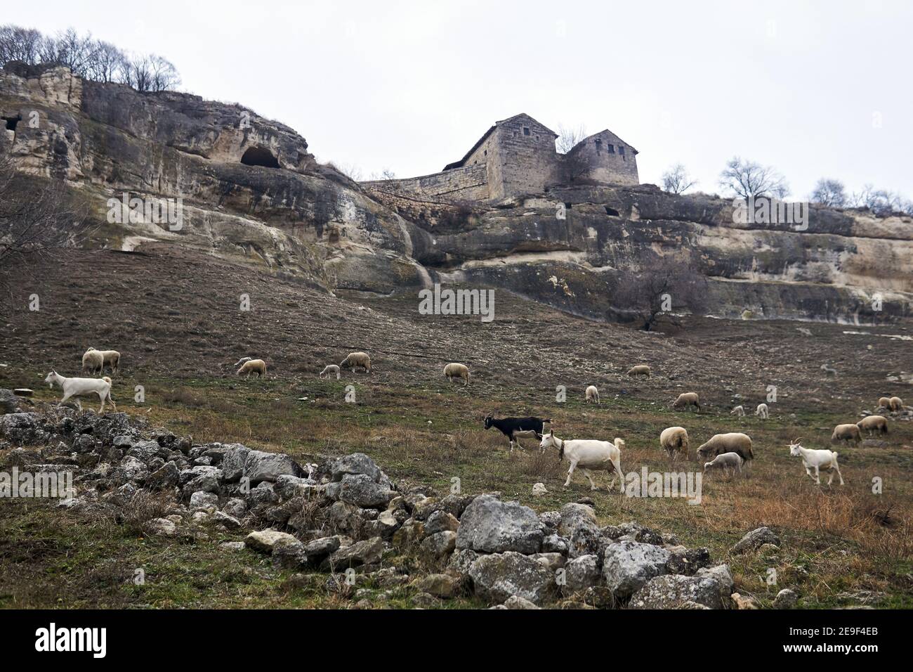 Overgrazing By Sheep High Resolution Stock Photography and Images - Alamy