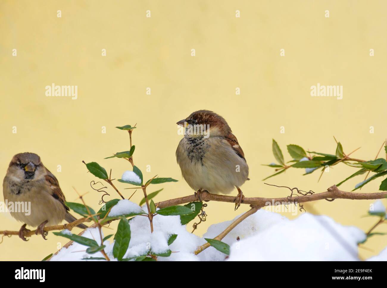 Fluffy house sparrow (or Passer domesticus) sitting on a branch, in ...