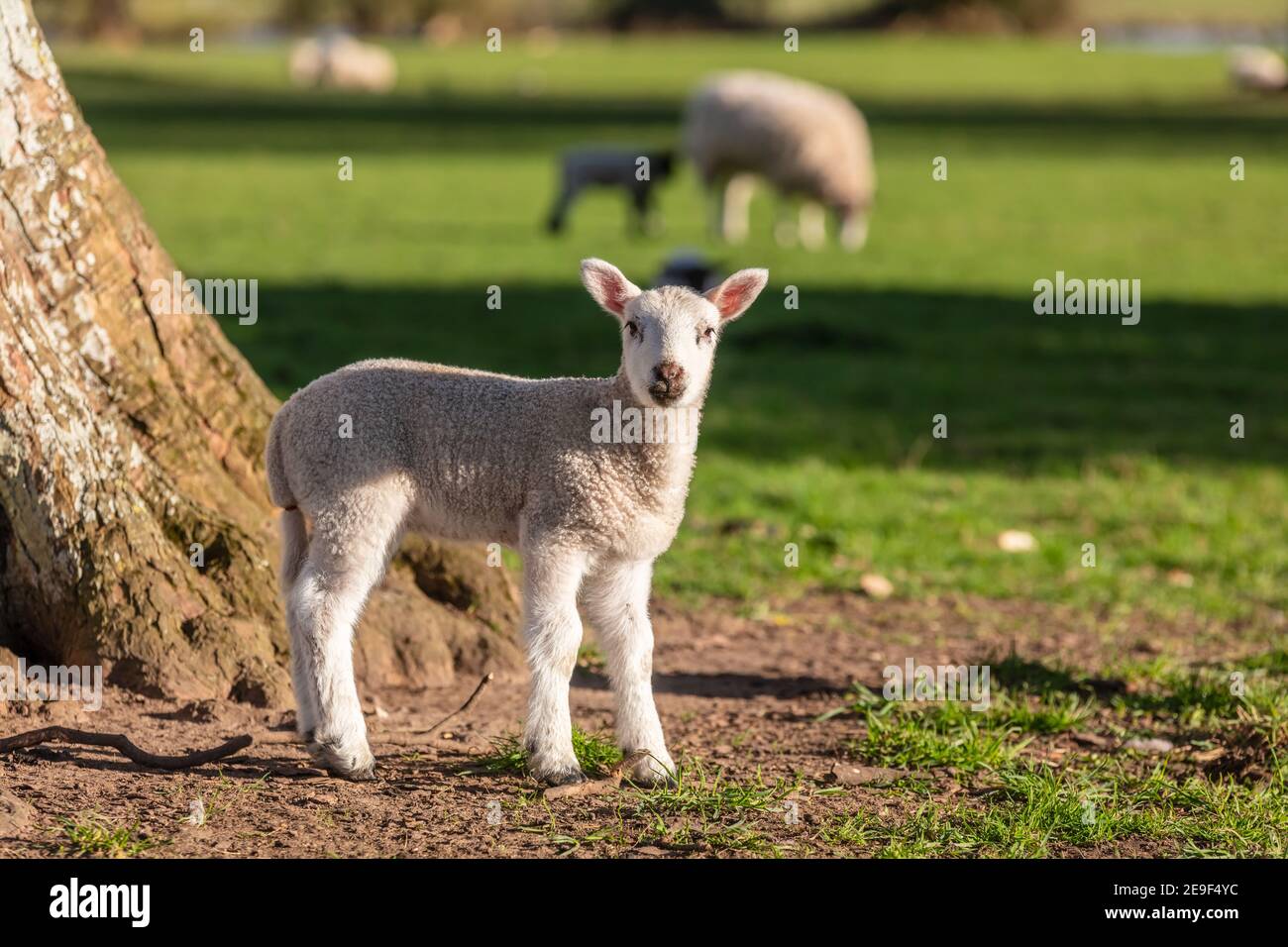 Baby Lamb In Spring
